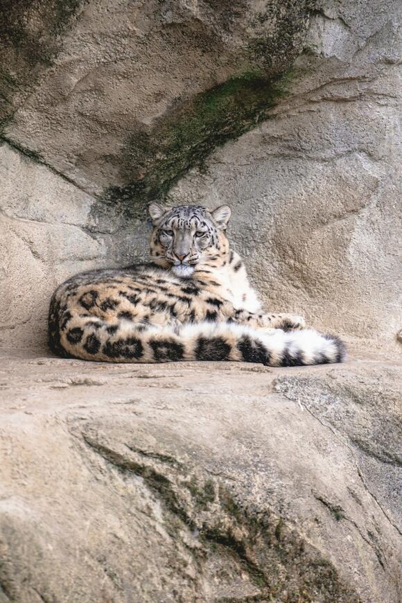 Meet the Ghost of the Jungle: The Elusive Clouded Leopard in Photos ...