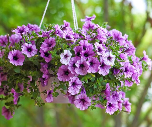 6 Longest-Flowering Annuals for Hanging Baskets & Window Boxes – Plant ...