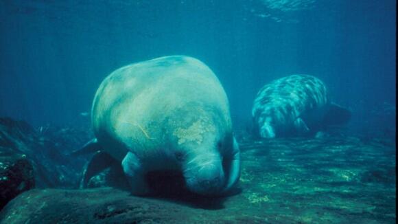 Saving Manatees in Florida’s Warming Waters - NewsBreak