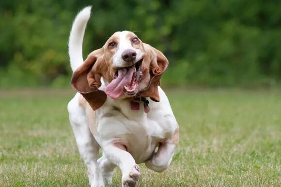 Dogs Can Understand Human Emotions With Startling Accuracy, Study ...