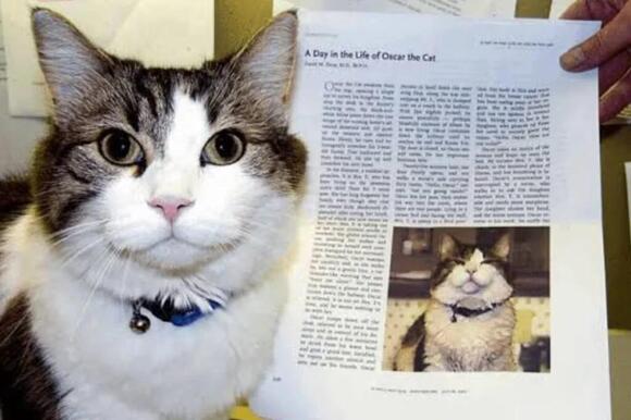 Oscar the Therapy Cat Who Mysteriously Predicted Over 100 Deaths ...