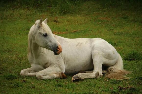 Horses Can Sleep Standing Up, But They Still Need to Lie Down - NewsBreak