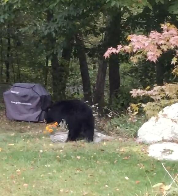 Be bear aware! Follow these 6 tips to keep bears out of your yard ...