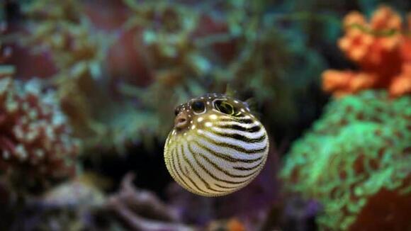 Why Pufferfish Inflate When Threatened - NewsBreak