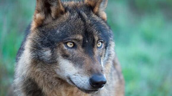 Top 10 States With The Most Wolves - NewsBreak