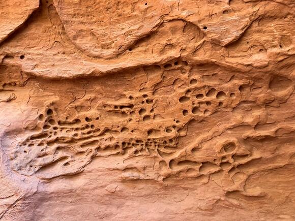 Trace Fossils: How Footprints, Burrows, and Bite Marks Tell Stories ...