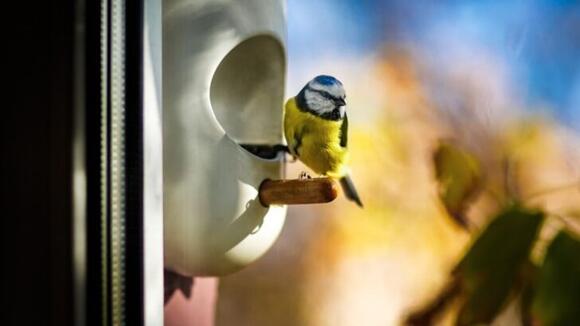 15 Things Backyard Bird Experts Say Are Silently Driving Every Bird ...