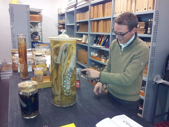 Giant Squids: Myth or Reality? What We Know About These Elusive ...