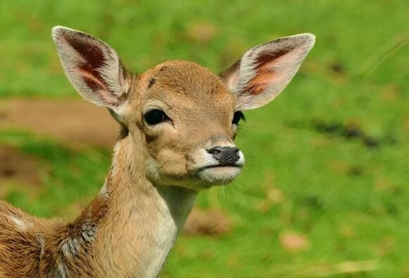 The Tiny Florida Deer That You Won’t Find Anywhere Else on Earth ...