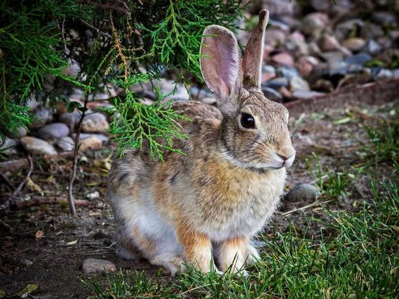 Meet the 5 Rabbit Species You Can Find in Yosemite National Park ...