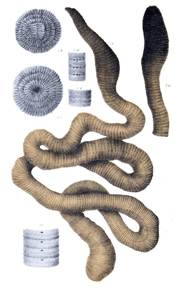 The Largest Earthworm in the World - NewsBreak