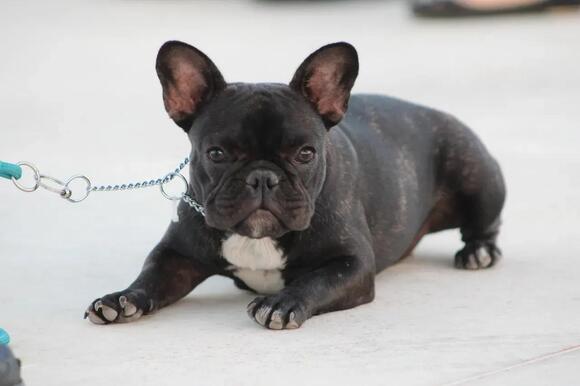 10 Common Health Issues That Afflict French Bulldogs Early in Life ...