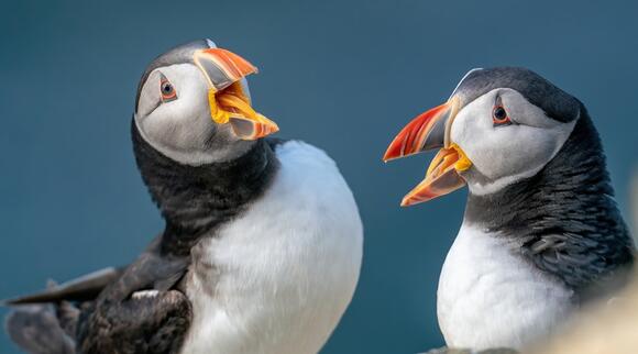 Puffin Day: The Fossil Story of Seabirds That Survived Ice Ages - NewsBreak