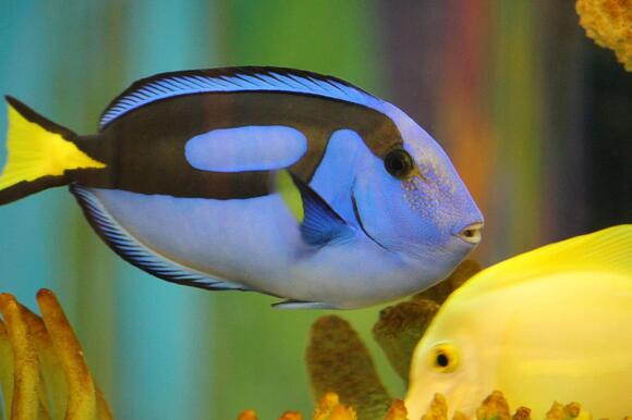 What Kind of Fish Is Dory? Real Species Explained - NewsBreak