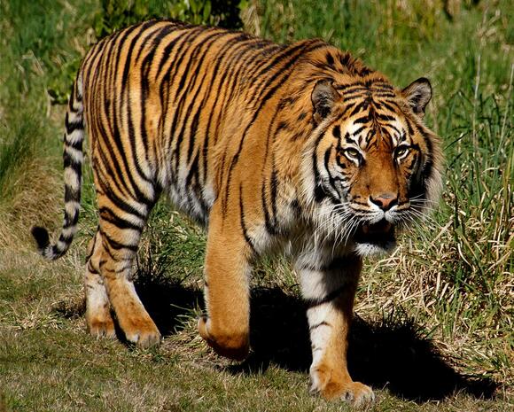 Sumatran Tiger — Last of Its Kind, Fighting to Survive in the Shadows ...