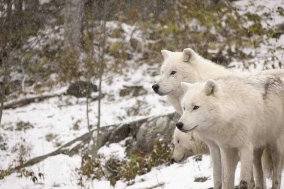 These Wolves Were Cloned to Save the Species - NewsBreak