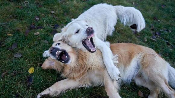 Why Your Dog’s Breed Might Be Clashing With Your Libra Desire For ...