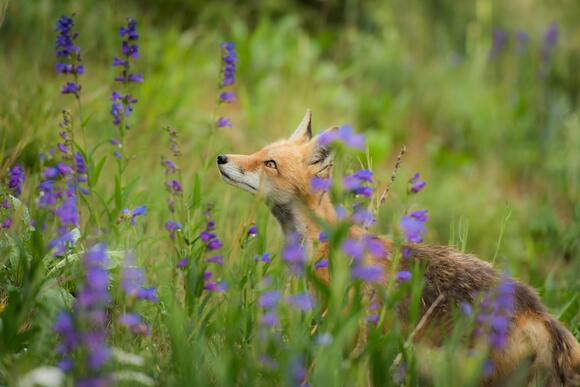 The Most Playful Wild Animals That Love Having Fun - NewsBreak