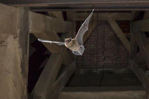 Mid-June Marks Peak Bat Activity As They Hunt Mosquitoes And Moths ...