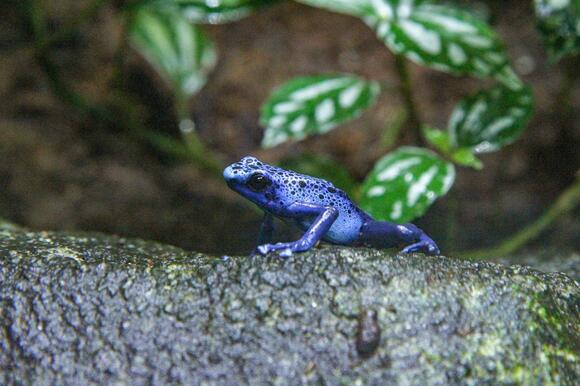 The Tiny but Lethal Golden Poison Dart Frog - NewsBreak