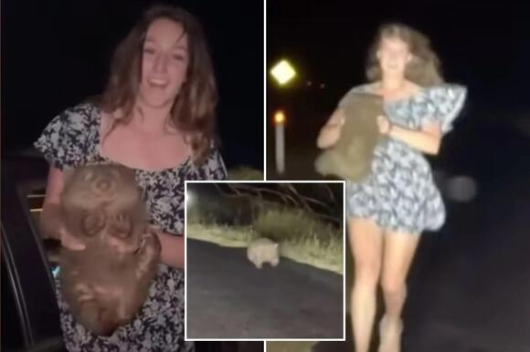 US influencer sparks backlash after taking wild baby wombat from its ...