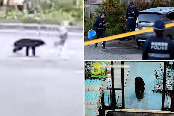 Japan suffered deadliest month of bear attacks in history, with 7 ...