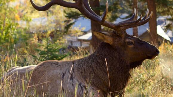 The Truth Behind the 300-Inch Bull Elk Myth - NewsBreak