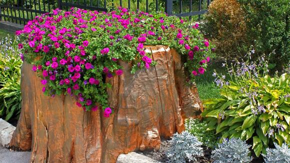 13 Clever Ways to Camouflage a Tree Stump Without Removing It - NewsBreak