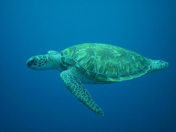 Why the Largest Sea Turtle Is Among the Most Threatened - NewsBreak
