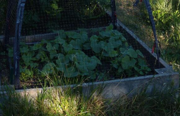 Let’s Get Growing: Beans - NewsBreak