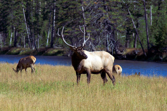 Where to See Wild Elk During Mating Season - NewsBreak