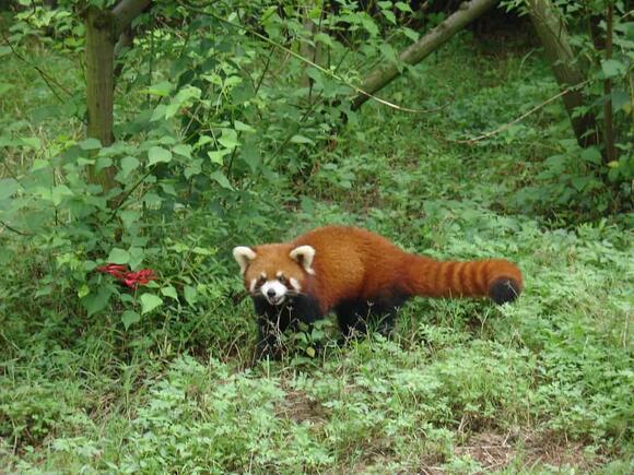 10 Differences Between Red Pandas and Giant Pandas - NewsBreak