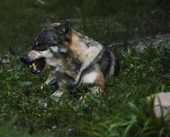 What Should You Do If You See a Wolf In Your Minnesota Backyard - NewsBreak