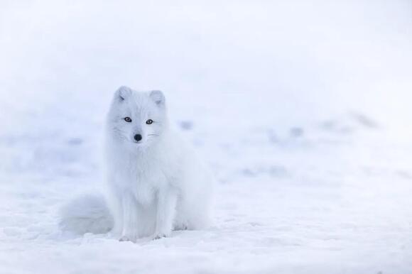 12 Amazing Ways Animals Adapt to Extreme Cold - NewsBreak