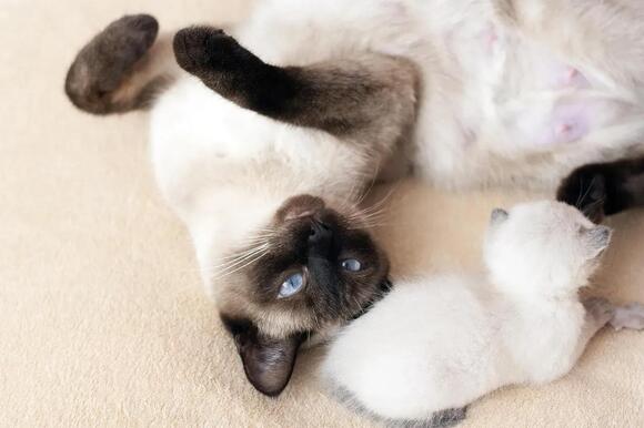 Why A Siamese Cat Is Not For Beginners - NewsBreak
