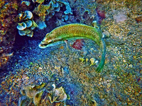 15 Sea Creatures That Live Along the California Coast - NewsBreak