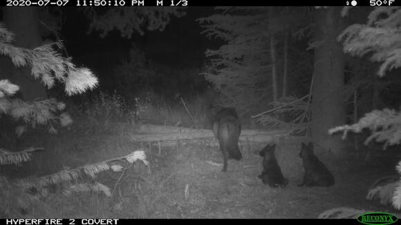 Yellowstone-area wolves observed moving pups to follow elk — upending ...