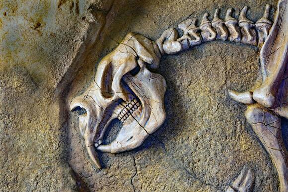 When Dinosaurs Got Sick: Diseases Found in Fossil Bones - NewsBreak
