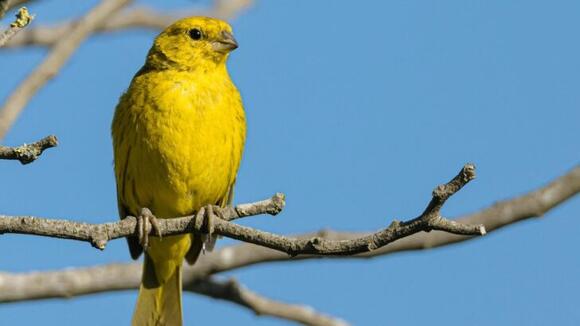 8 Rare Birds You Can Spot in U.S. National Parks This Spring - NewsBreak