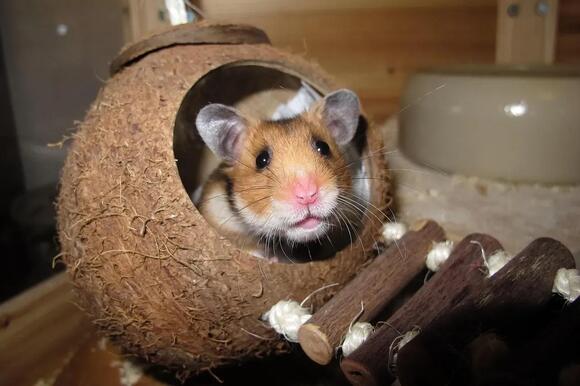 Why Do Hamsters Deflate When They Sleep - NewsBreak