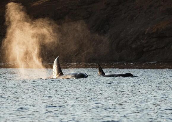 Orcas Attacking Boats Off Spanish Coast Or Are We Attacking Orcas ...