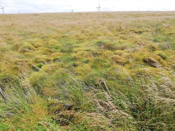British Moors and Invisible Life: Meet the Microbes Keeping the Peat ...