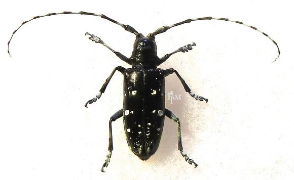 Invasive Insects in New York: What Residents Should Know About 10 ...