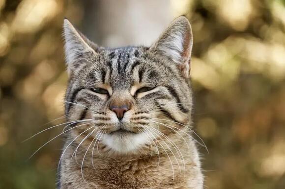 If Your Cat Stares at You Without Blinking, It’s Not Being Creepy ...