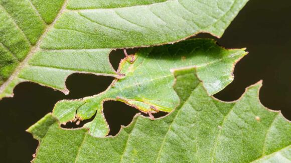 Top 10 Animals With the Best Camouflage Skills - NewsBreak