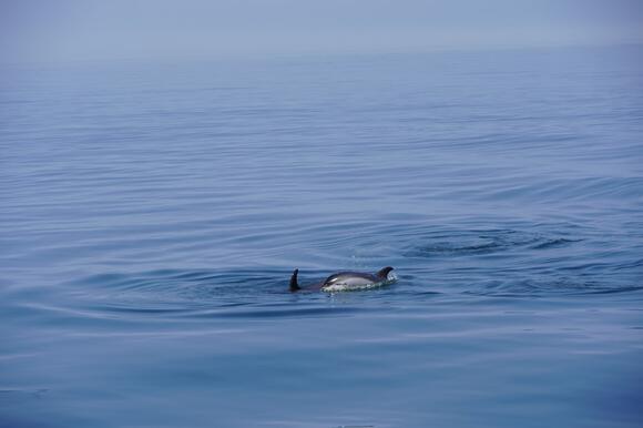 The Science Behind Orca Dialects and Family Bonds - NewsBreak