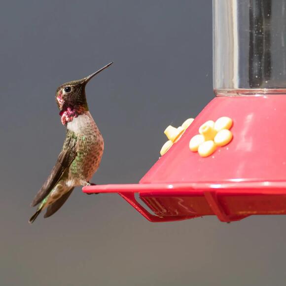 13 Bizarre Things Hummingbirds Do in August That Most Gardeners ...