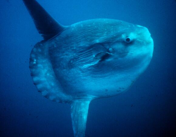 The Fish That Forgot Its Tail: Why Sunfish Look Like a Mistake - NewsBreak