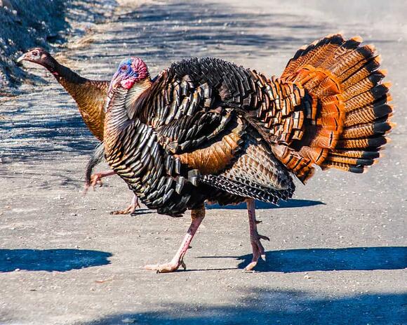How Fast Are Turkeys? See How Fast They Can Run and Fly
