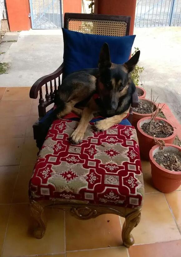 19 Dogs Who Were Told to Stay Off the Furniture and Made a Full Counter ...